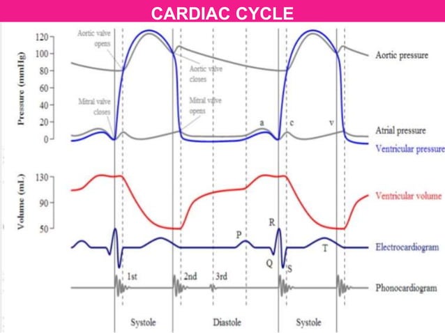 Ventricular PV loop 2019 | PPTX | Heart and Cardiovascular Diseases ...