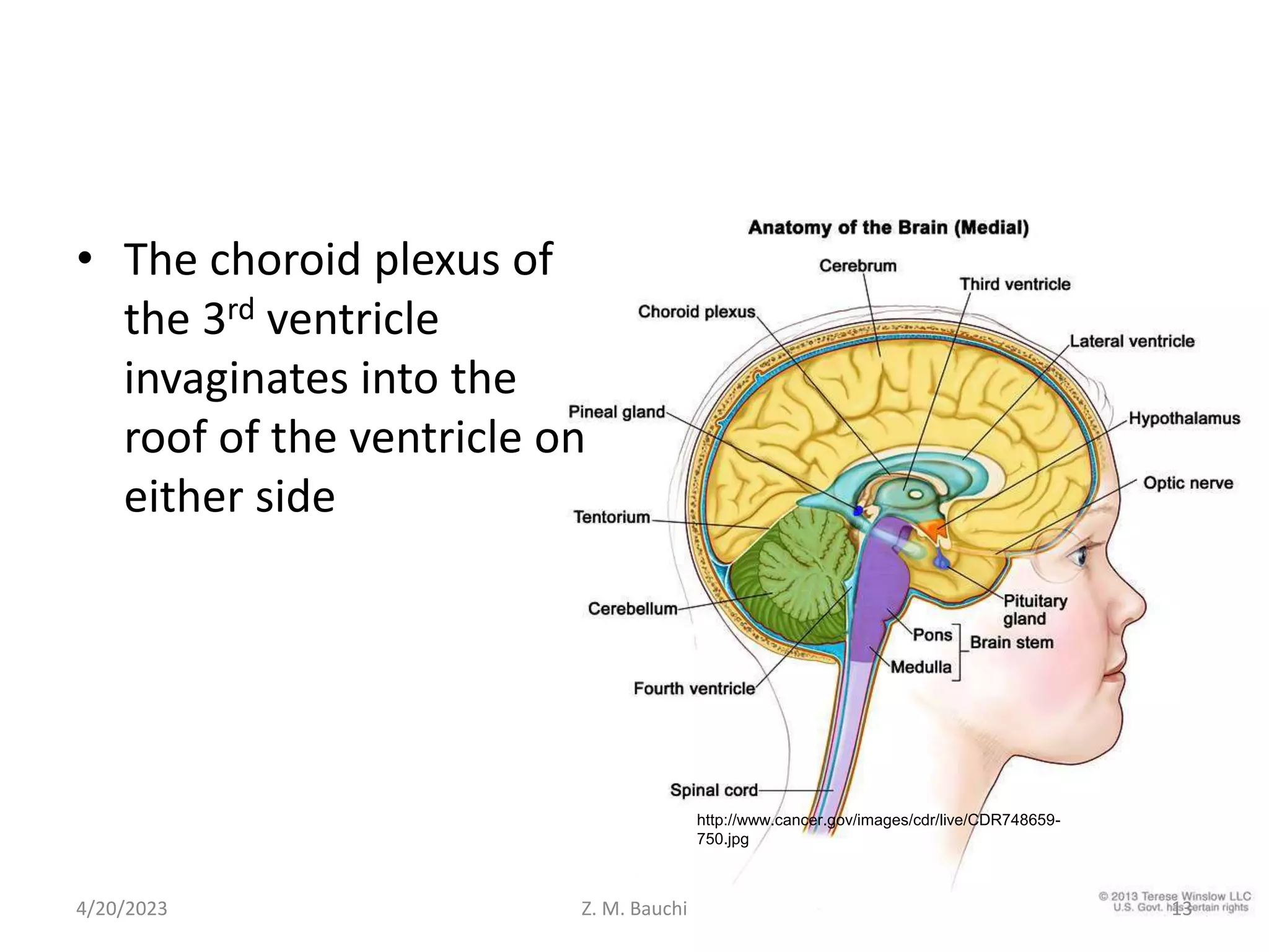 Ventricular System.ppt