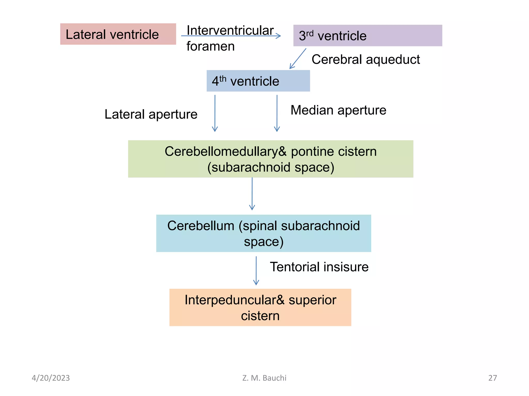 Ventricular System.ppt