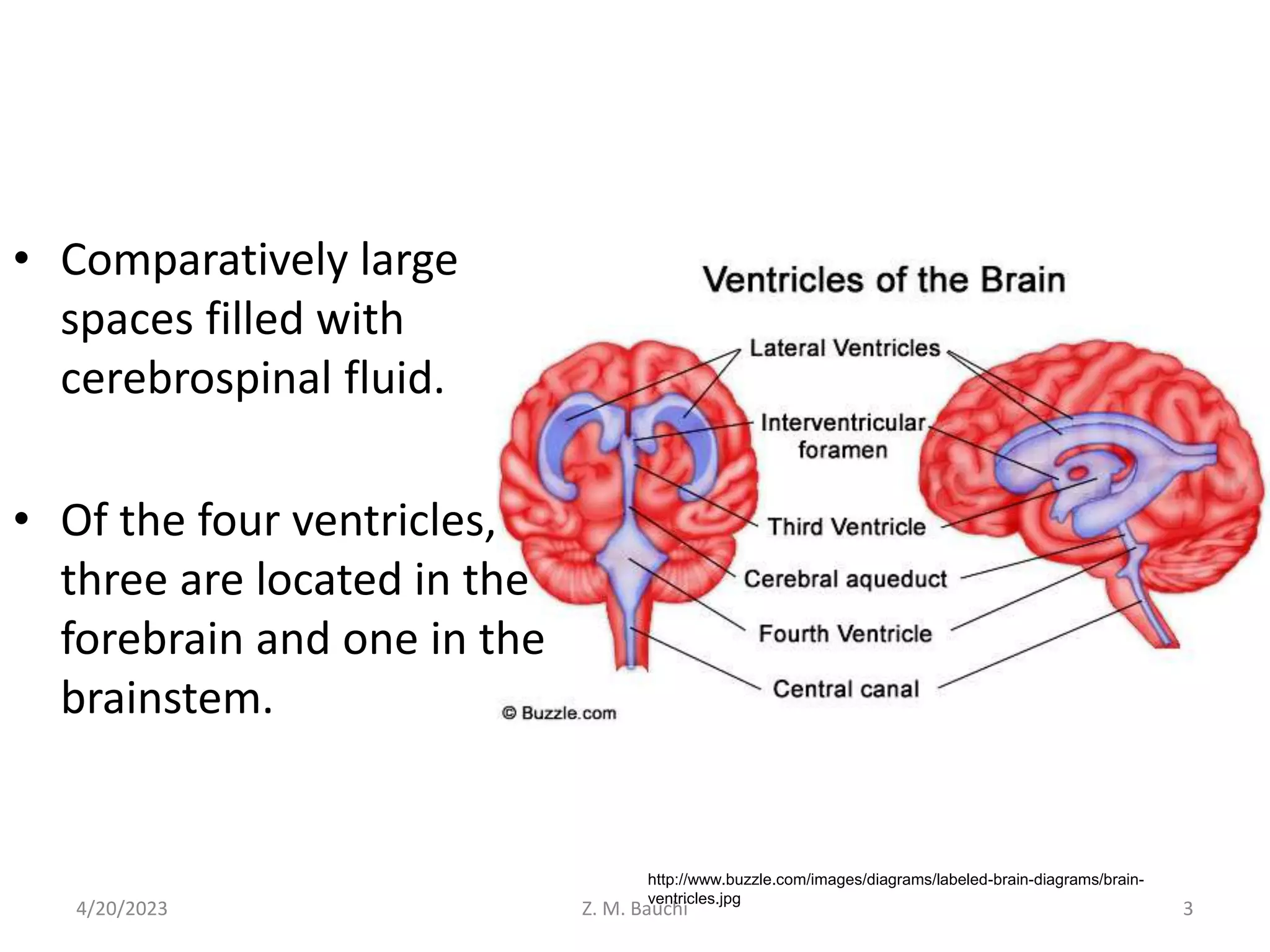 Ventricular System.ppt