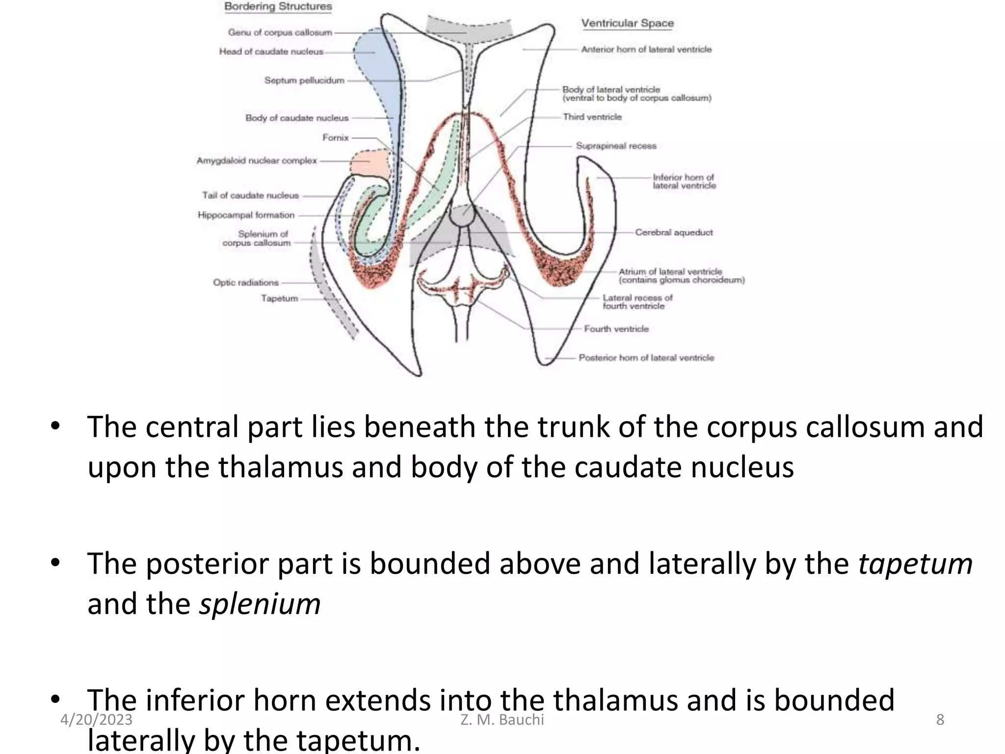 Ventricular System.ppt