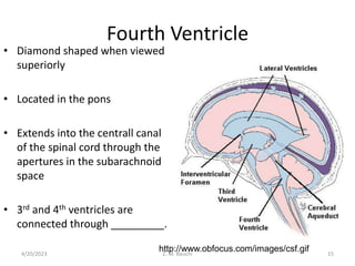 Ventricular System.ppt