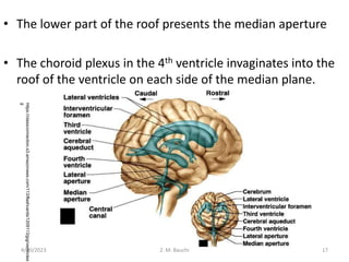 Ventricular System.ppt