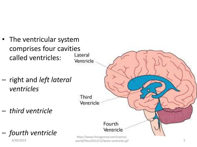 Ventricular System.ppt