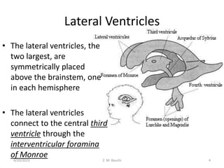 Ventricular System.ppt