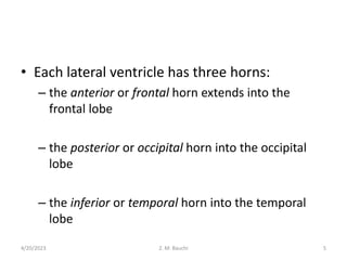 Ventricular System.ppt