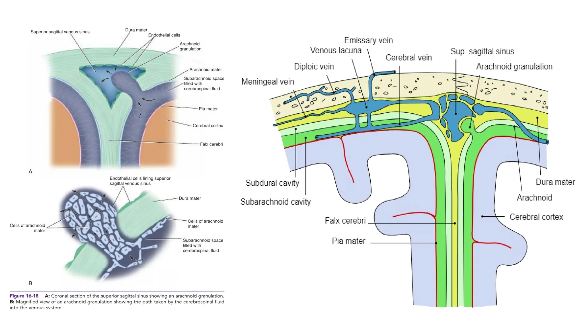 VENTRICULAR SYSTEM & BLOOD BRAIN BARRIER.pptx