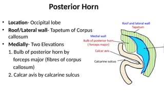 VENTRICULAR SYSTEM & BLOOD BRAIN BARRIER | PPTX
