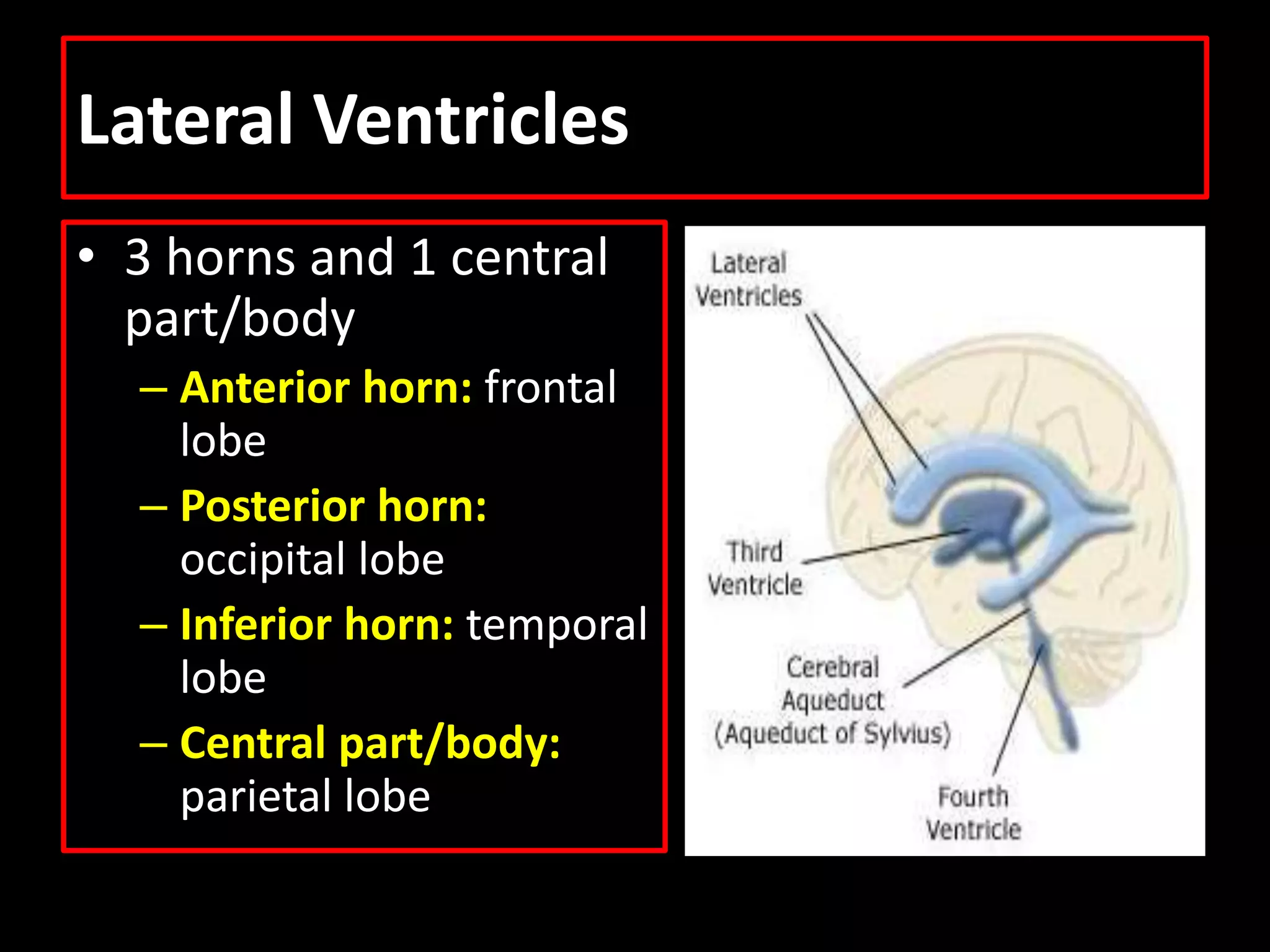 Ventricular System_CSF_BBB_and_BCB.pptx