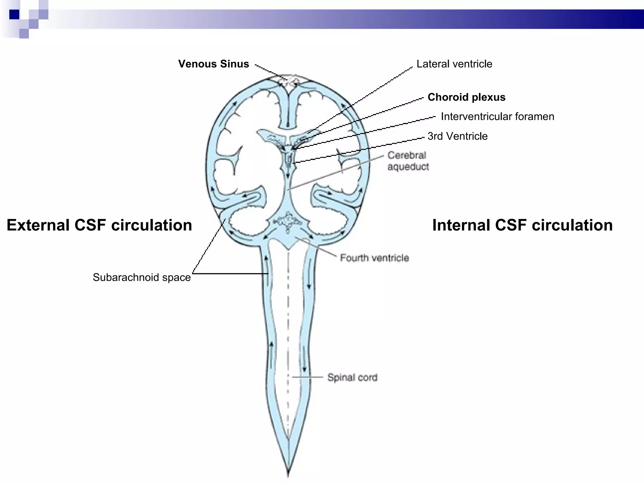 Ventricular system of brain final | PPT