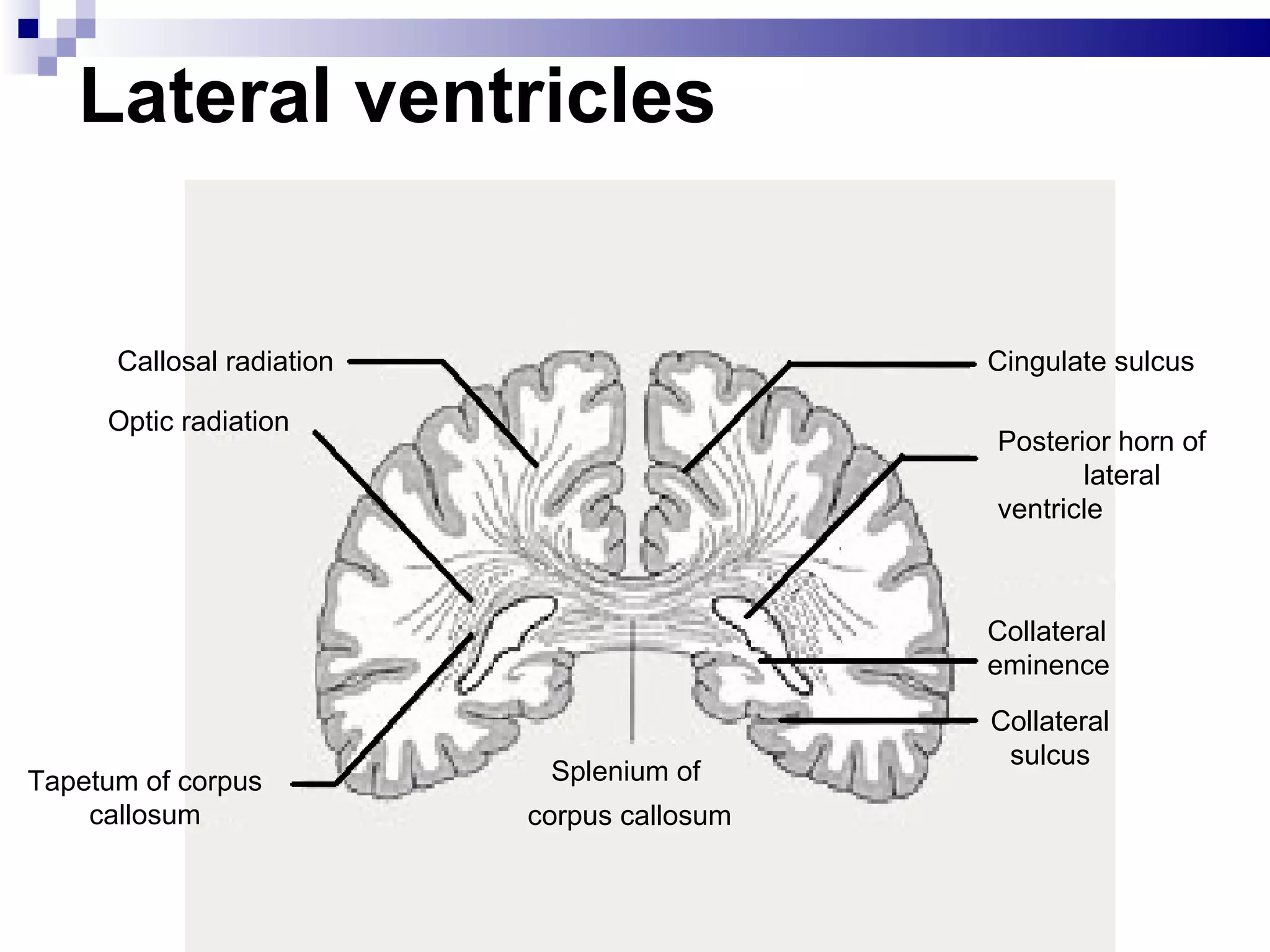Ventricular system of brain final | PPT