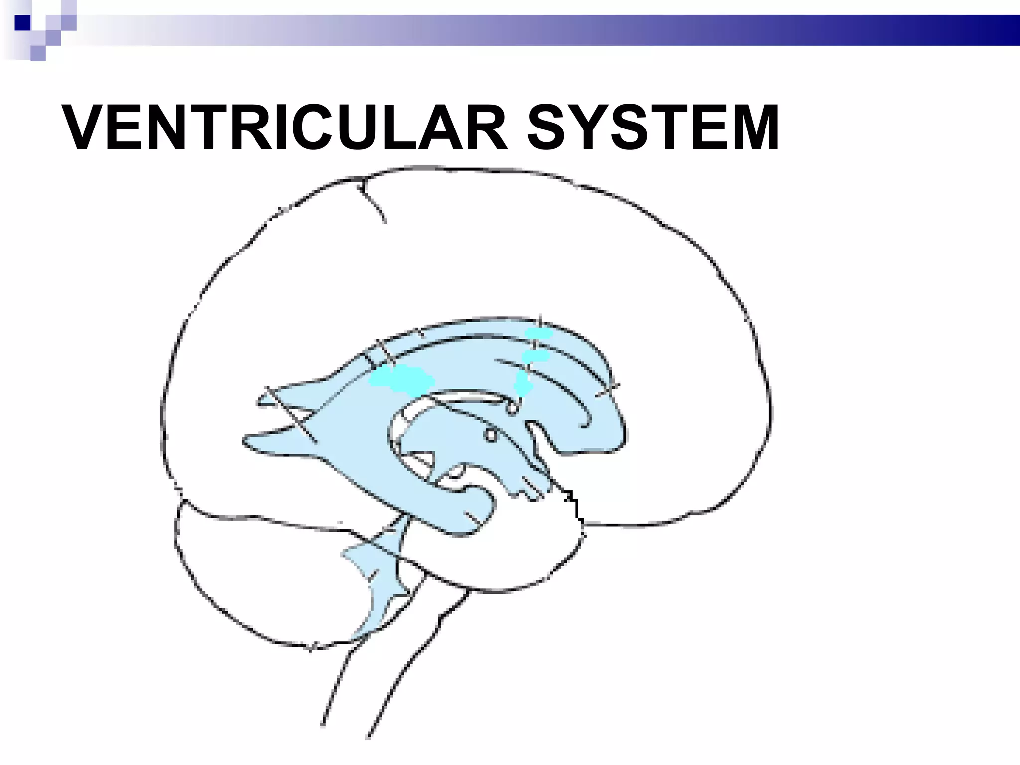 Ventricular system of brain final | PPT