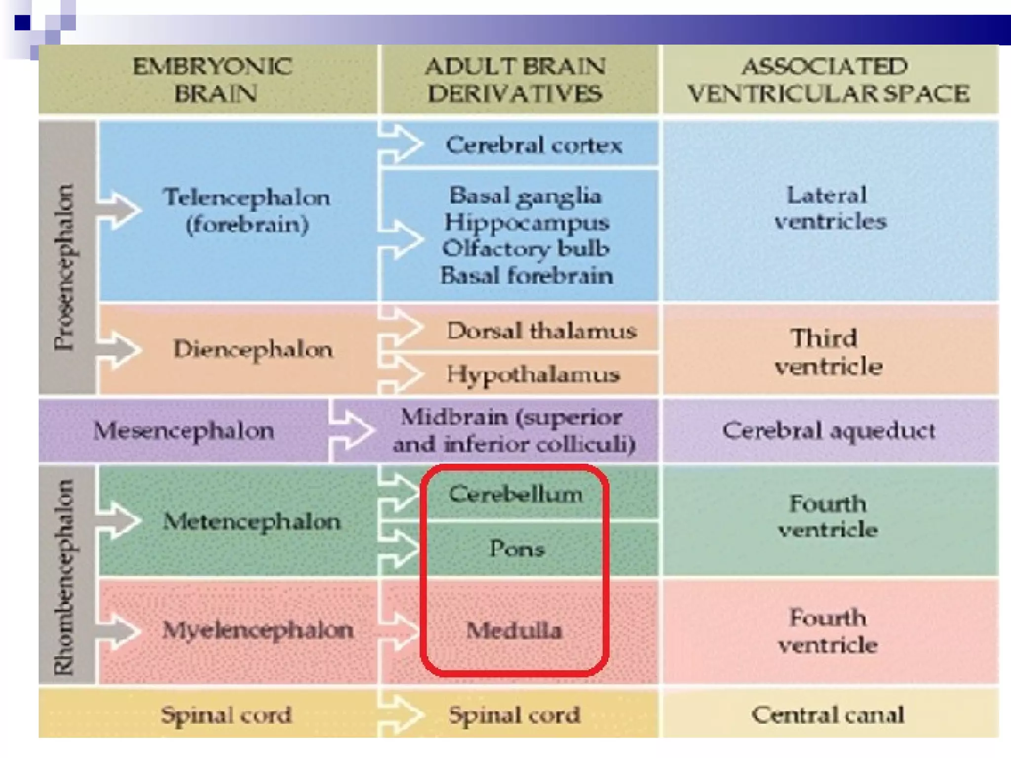 Ventricular system of brain final | PPT