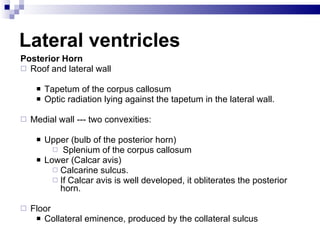 Ventricular system of brain final | PPT