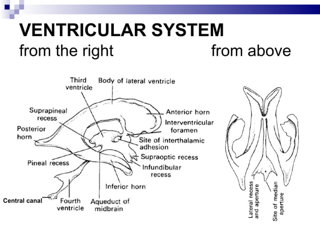 Ventricular system of brain final | PPT | Brain and Nervous System ...