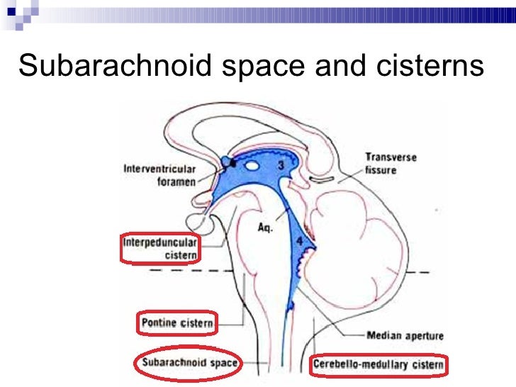 What Are Cisternae Brainlyin