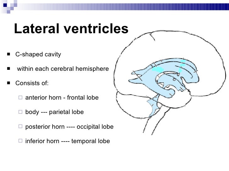 Ventricular System