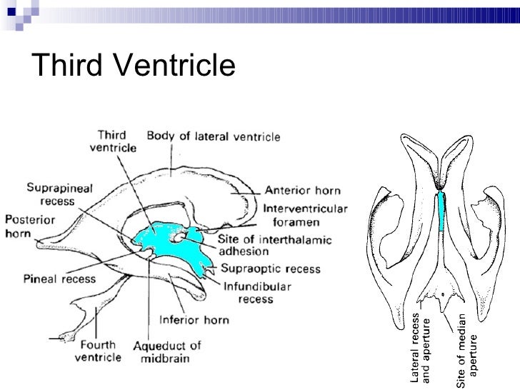 Ventricular System