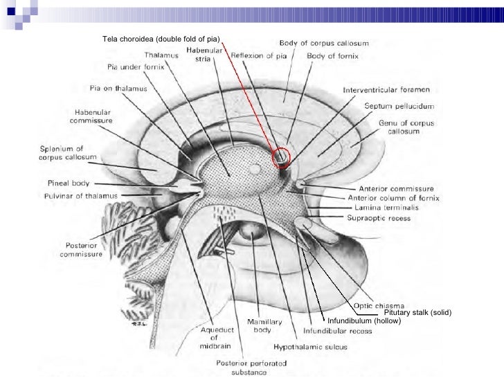 Ventricular system of brain final