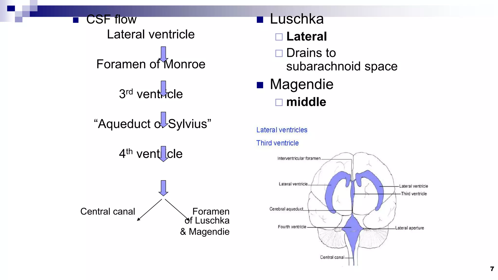 Ventricular system of the brain | PPTX