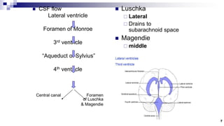 Ventricular system of the brain | PPTX