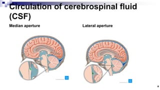 Ventricular system of the brain | PPTX