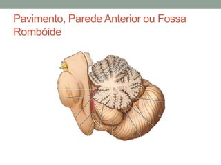 Ventrículos - Neuroanatomia | PPTX