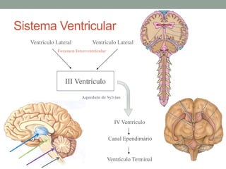 Ventrículos - Neuroanatomia | PPTX