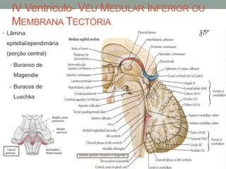 Ventrículos - Neuroanatomia | PPTX