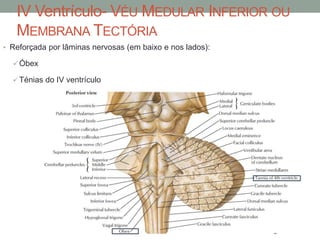 Ventrículos - Neuroanatomia | PPTX