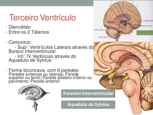 Ventrículos - Neuroanatomia