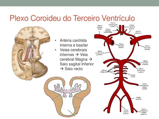 Ventrículos - Neuroanatomia