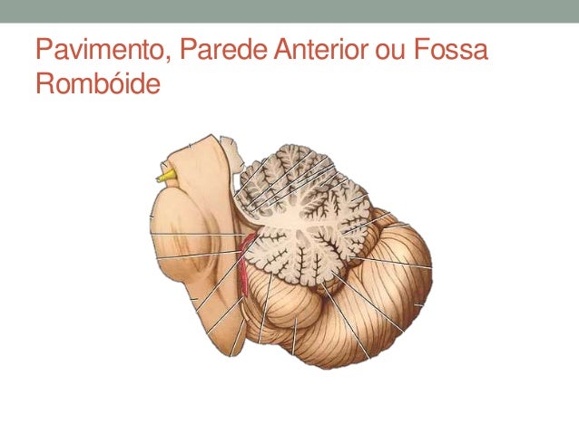 Ventrículos - Neuroanatomia