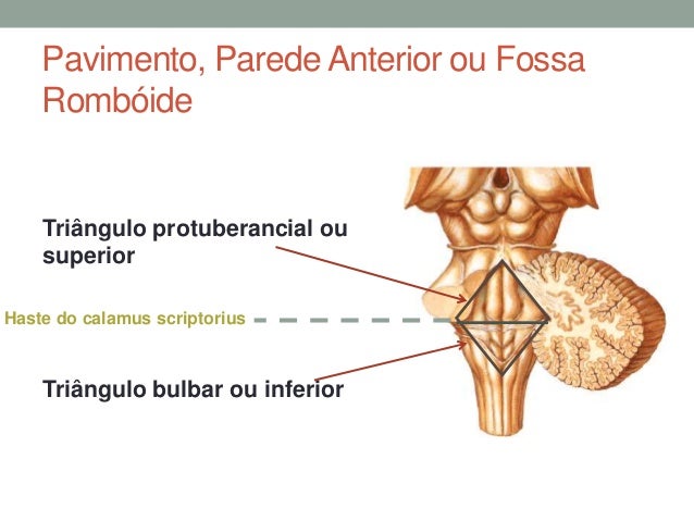 Ventrículos - Neuroanatomia