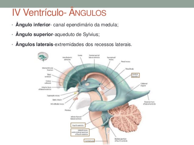 Ventrículos - Neuroanatomia