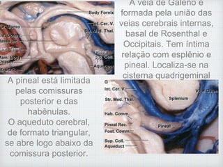 Ventriculos laterais e iii ventriculo | PPTX