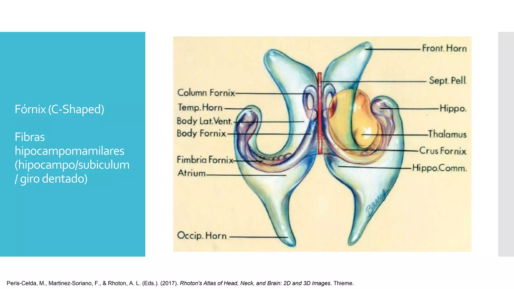 Anatomía de los Ventrículos laterales | PPTX