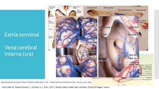 Anatomía de los Ventrículos laterales | PPTX