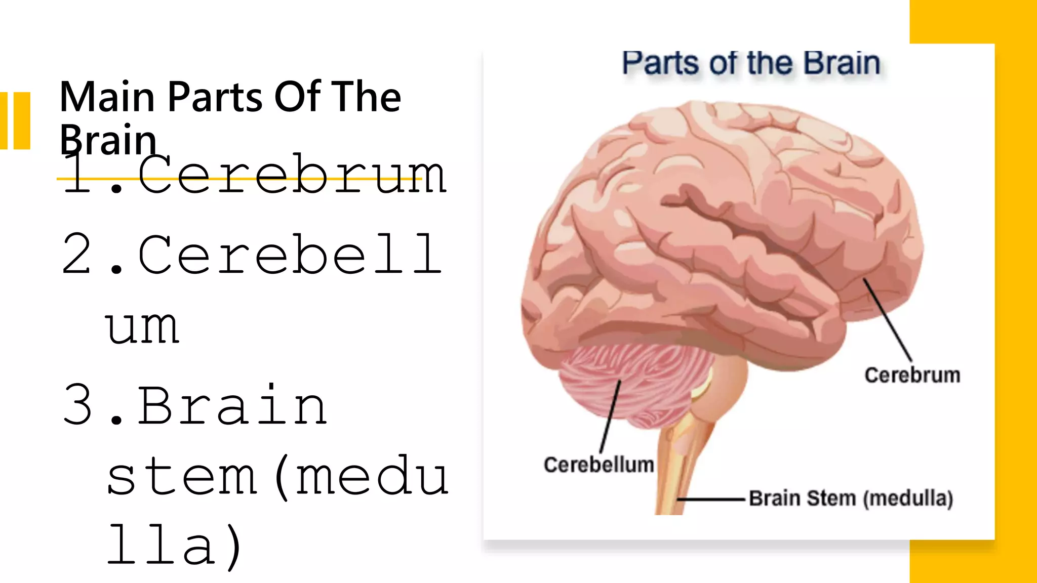 venu brain ppt.pptx
