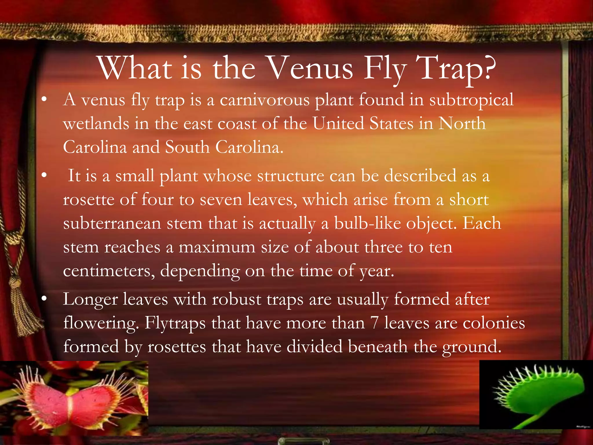 Venus fly trap | PPTX