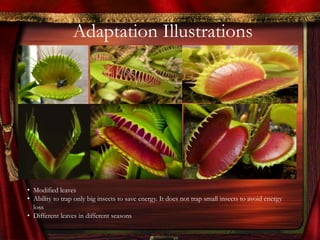 Venus fly trap | PPTX