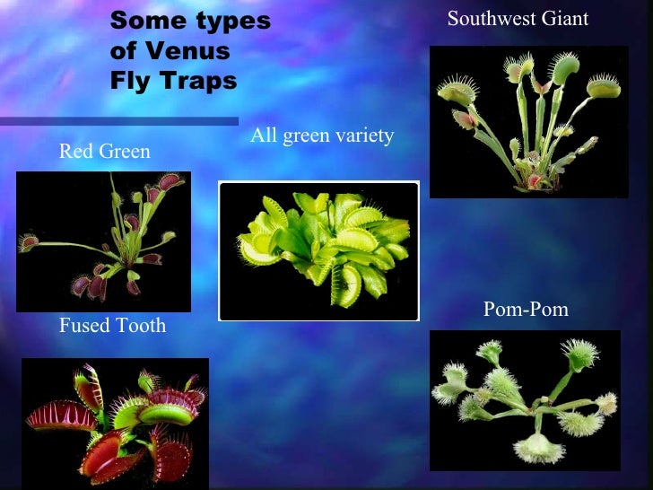 Venus Fly Traps