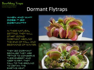 Venus Flytrap Flicker