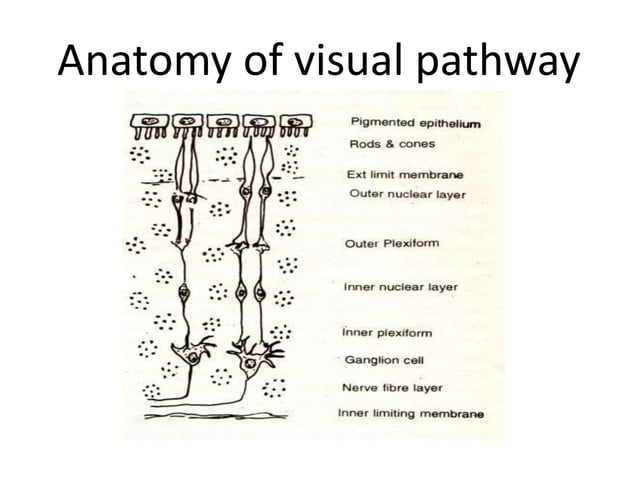 Vep and its practical importance | PPT