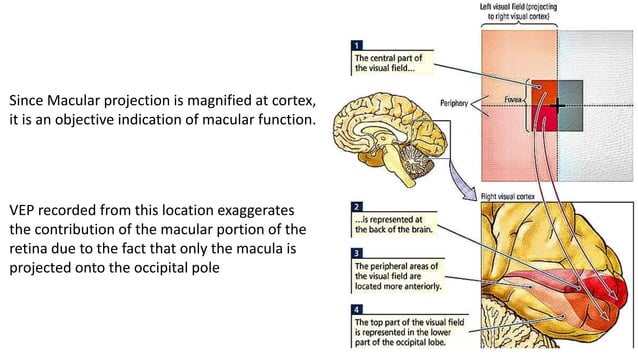 Visual Evoked Potential | PPTX