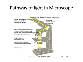 Polarizing Light Microscopy | PPTX | Physics | Science