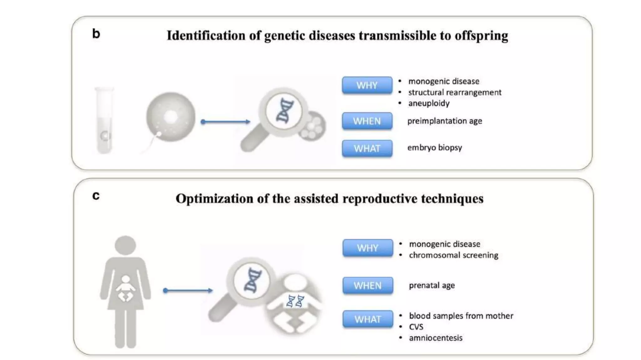 investigation of infertility with focus on genetic basis of infertility ...