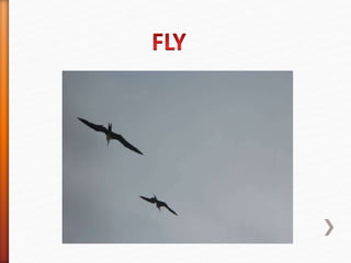 Verbs (base form) English | PPT