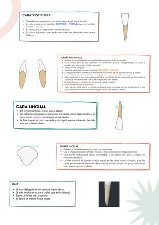 DIENTES ANTERIORES - MORFOLOGIA | PDF