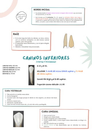 DIENTES ANTERIORES - MORFOLOGIA | PDF